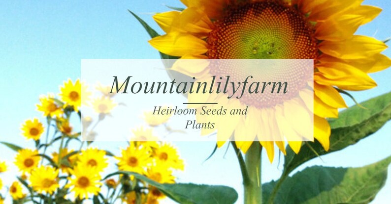 Mixed Strawflower Seeds 45 Sultane Mix Helichrysum Seed Cut - Etsy