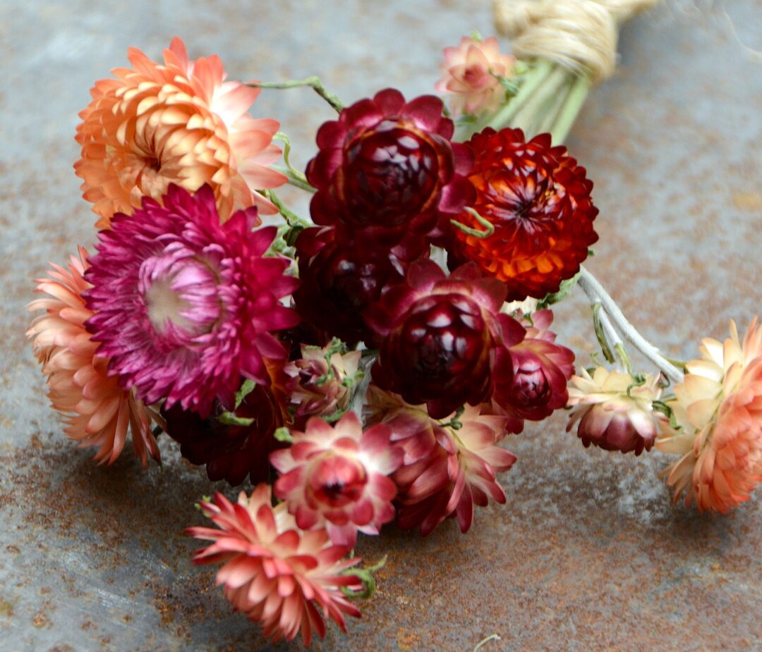 Mixed Strawflower Seeds 45 Sultane Mix Helichrysum Seed Cut - Etsy