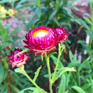 King Size Raspberry Rose Strawflower Seeds, 45 Seeds for Large Pink ...