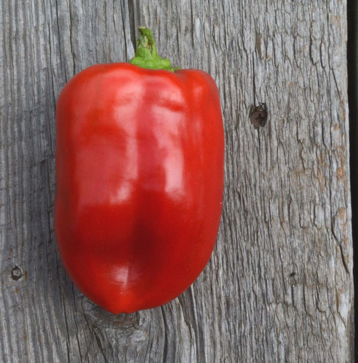 Heirloom Bell Pepper, Red Bell Pepper Seeds, Heirloom Peppers- Great ...