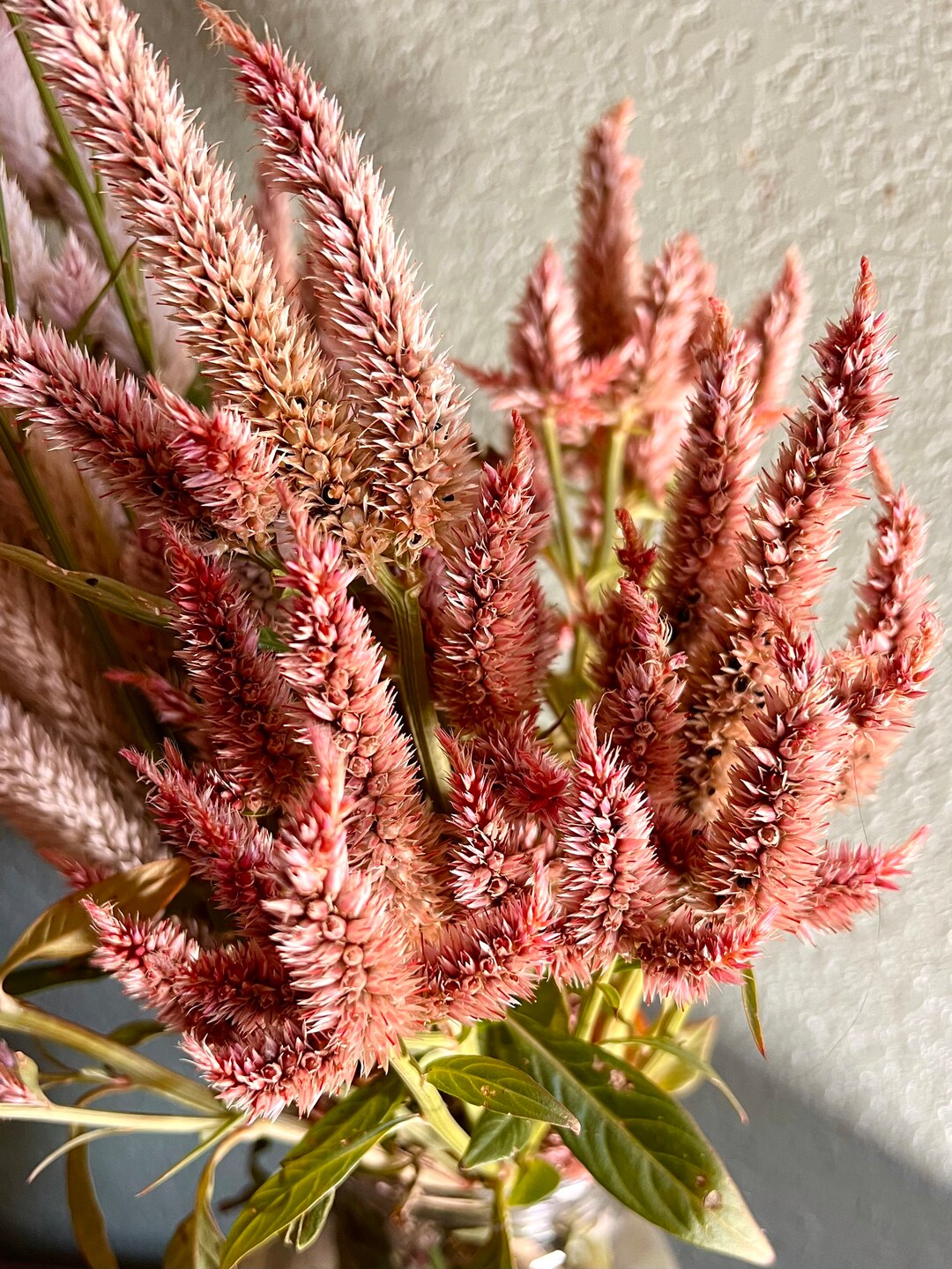 Terracotta Celosia Seeds, Spiked Wheat Celosia 50 Seeds, Excellent ...