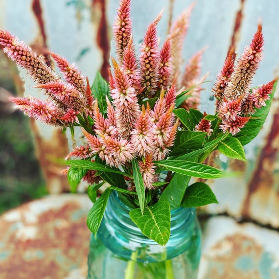 Terracotta Celosia Seeds Spiked Wheat Celosia 50 Seeds Great - Etsy