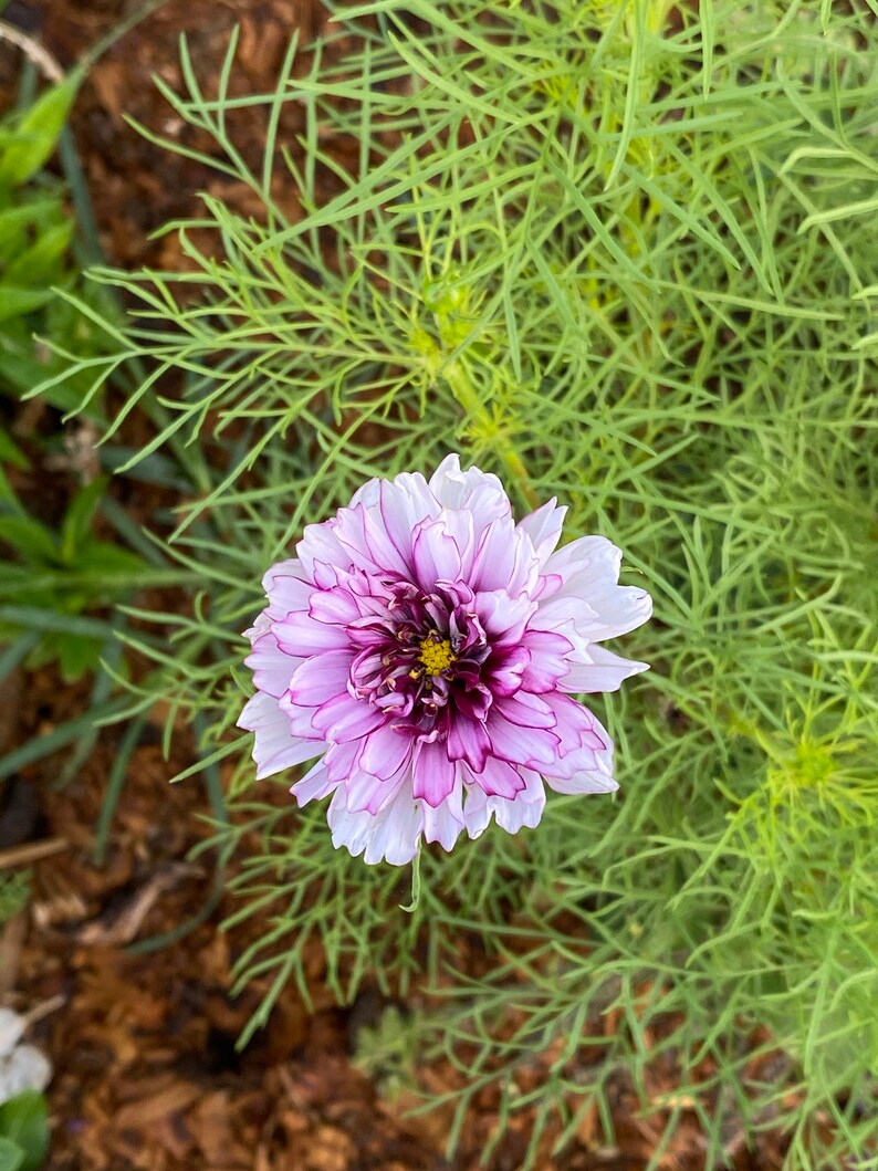 Double Click Bi Color Violet Cosmos 25 Seeds Double Cosmos | Etsy
