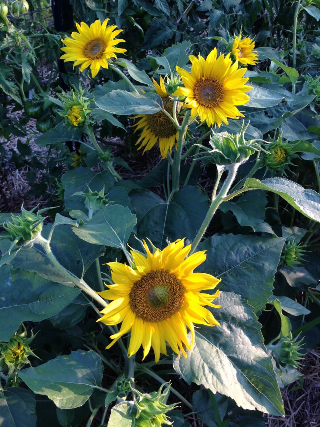 Sunflower Seed Kit Heirloom Sunflowers DIY Garden Kit Great - Etsy
