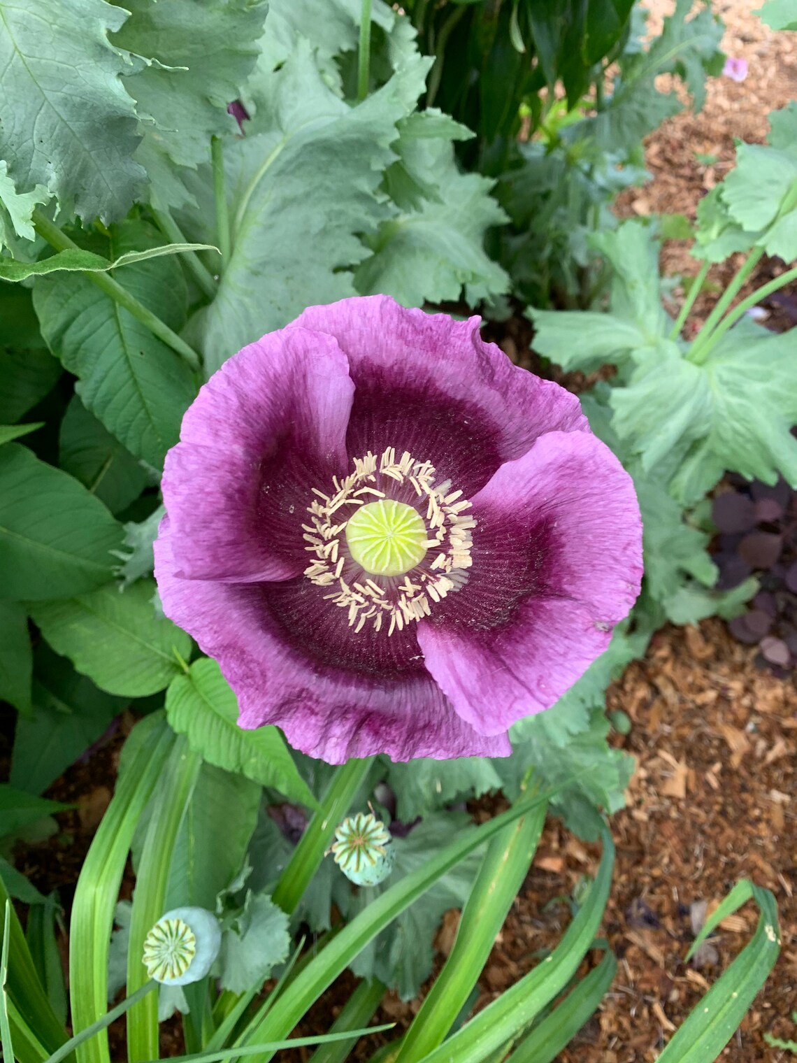 Hungarian Blue Poppy Seeds Giant Poppy Blooms Poppy Seeds | Etsy