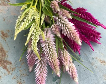 Celosia Cockscomb Variegated Heirloom Seeds 50 - Etsy