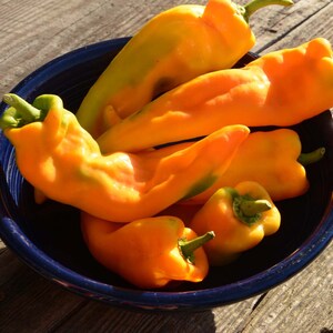 Heirloom Pepper Seeds, Sweet Banana Peppers, Golden Treasure Pepper ...