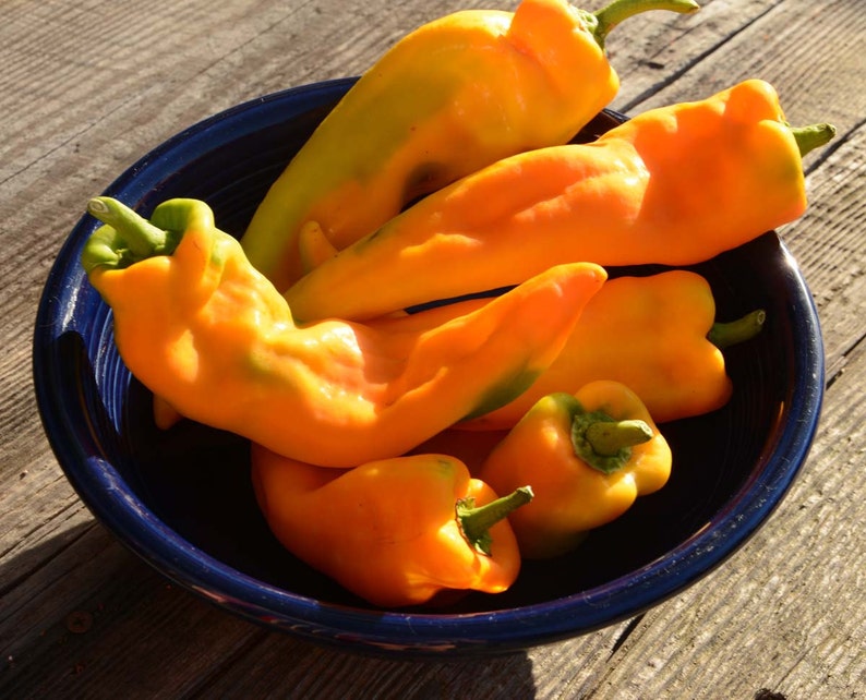 Heirloom Pepper Seeds Sweet Banana Peppers Golden Treasure | Etsy