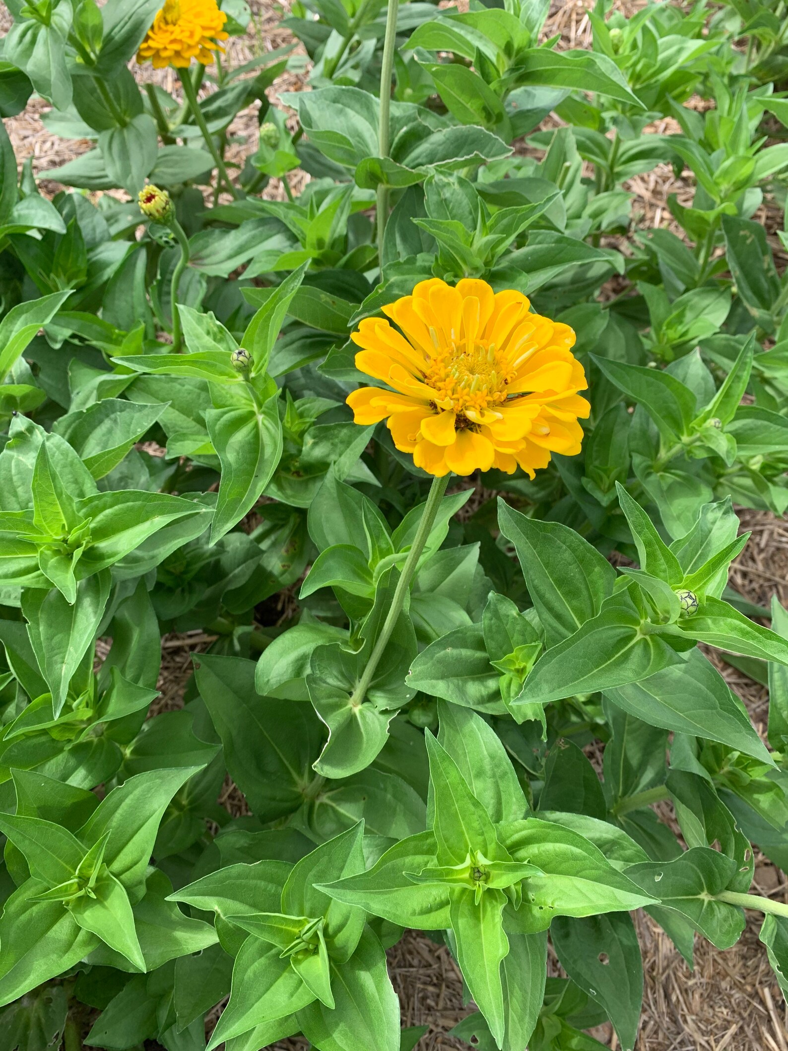 Yellow Zinnia Seeds Benary's Giant Yellow Zinnias Great - Etsy