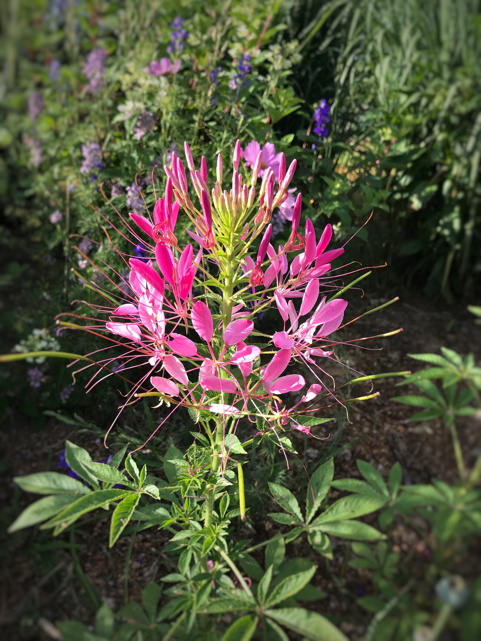 Cleome Seeds Spider Flowers in Mixed Colors Great for | Etsy