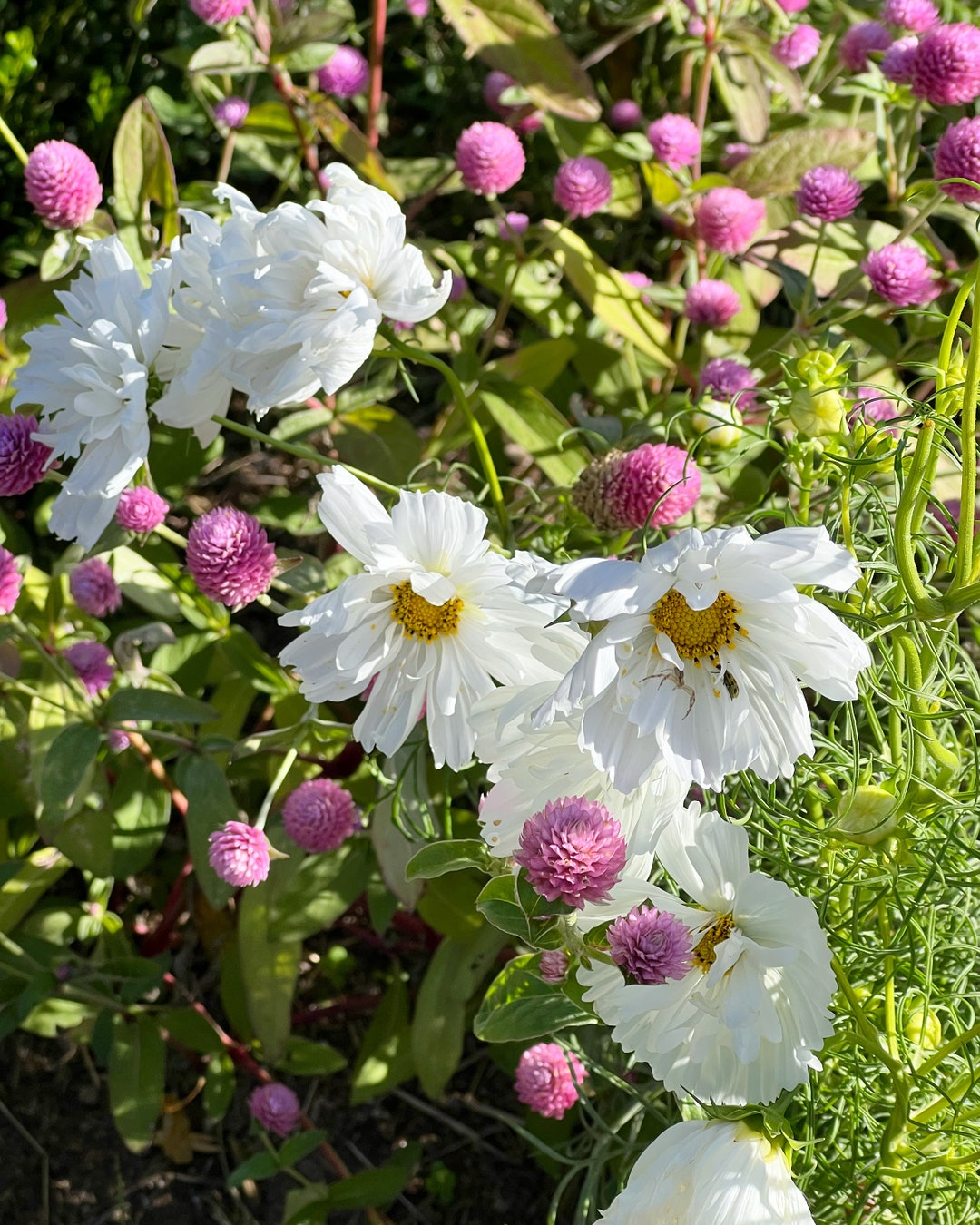 Cosmos Seeds, Fizzy White Cosmos, Great for Cut Flower Gardens and ...