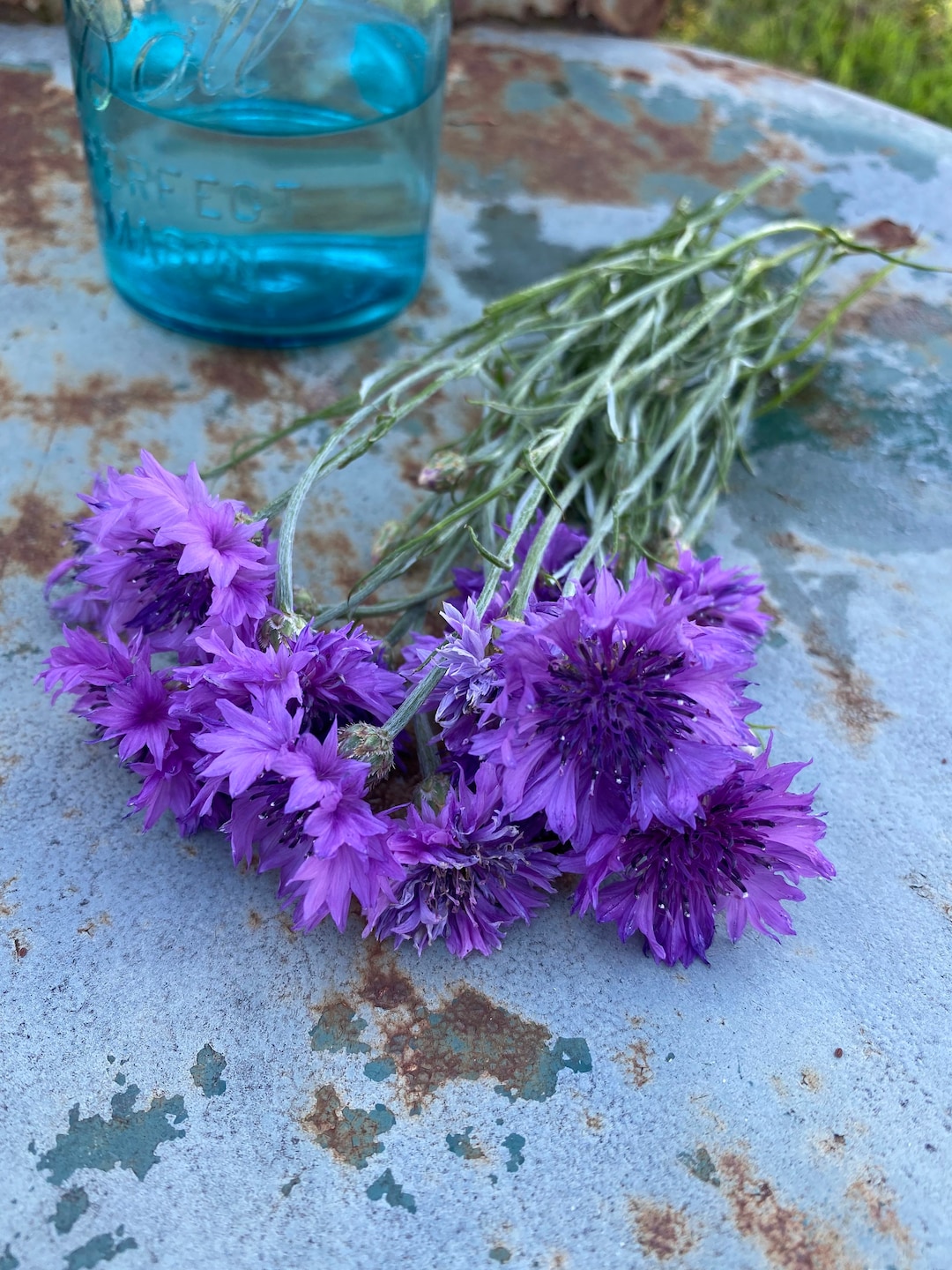 Purple Bachelor Buttons, Lavender Mix Centaurea, Great for Cut Flower ...
