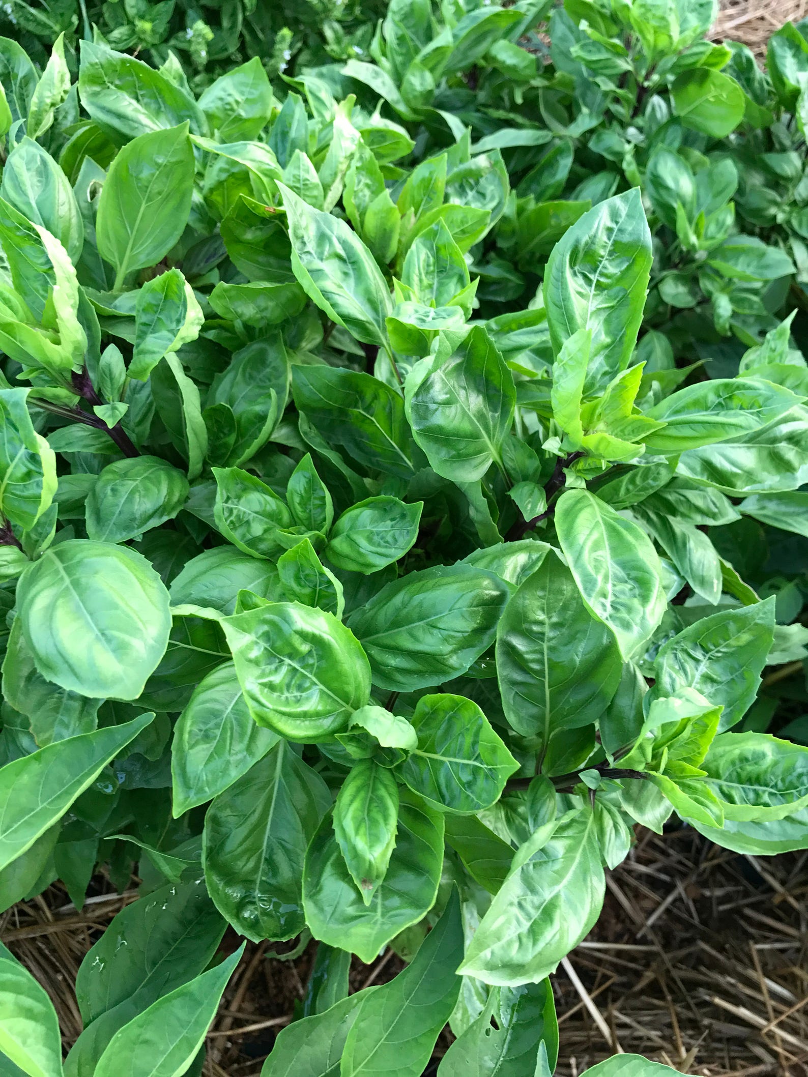Cardinal Basil, Thai Basil Seeds, Great for Container Gardens and Small ...