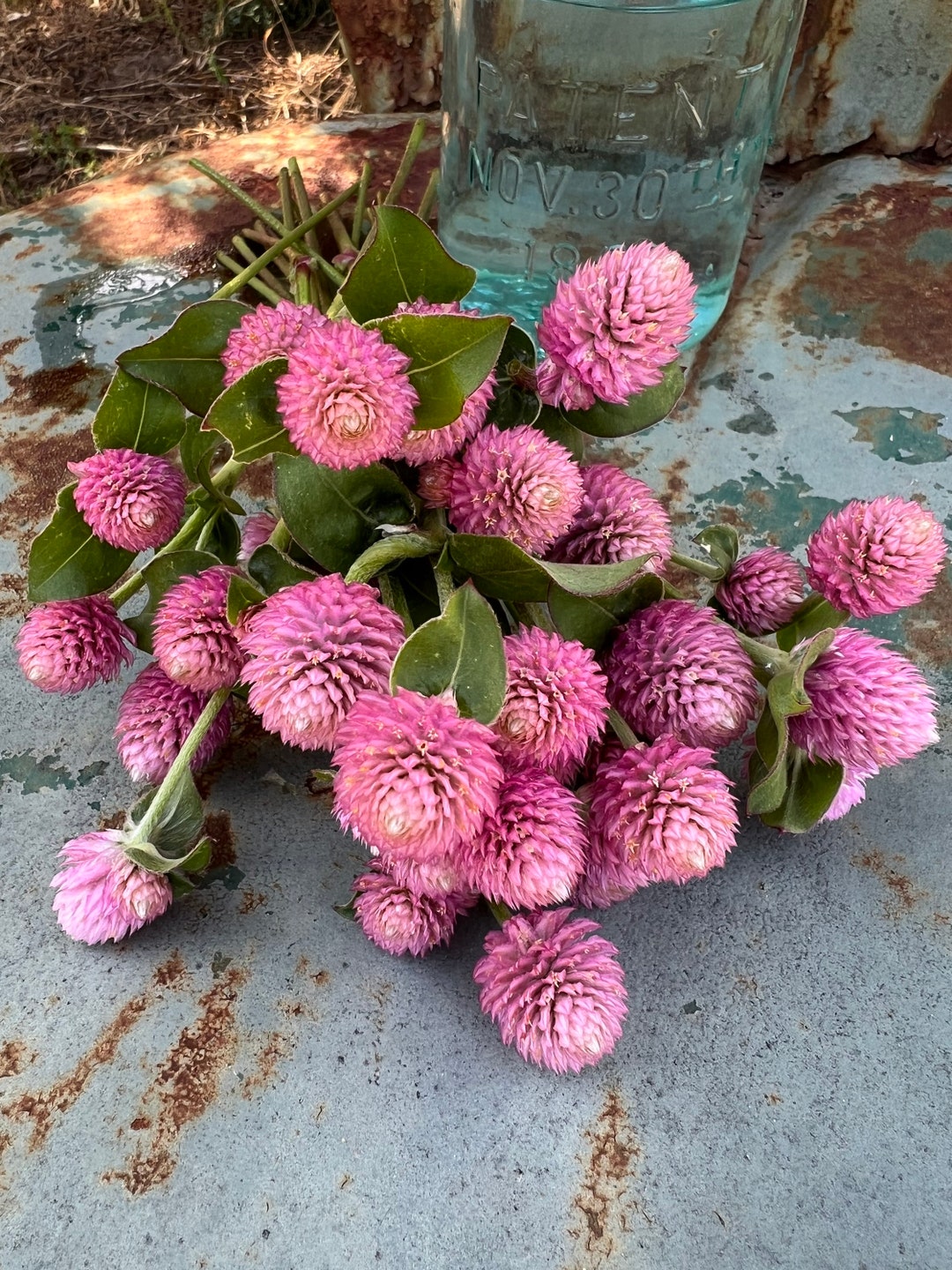 Raspberry Cream Gomphrena, Deep Pink Globe Gomphrena, Great for Drying ...