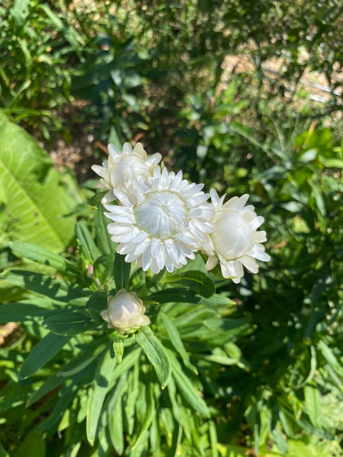 Vintage White Strawflower Seeds, Annual Flower Seeds for Fresh and ...