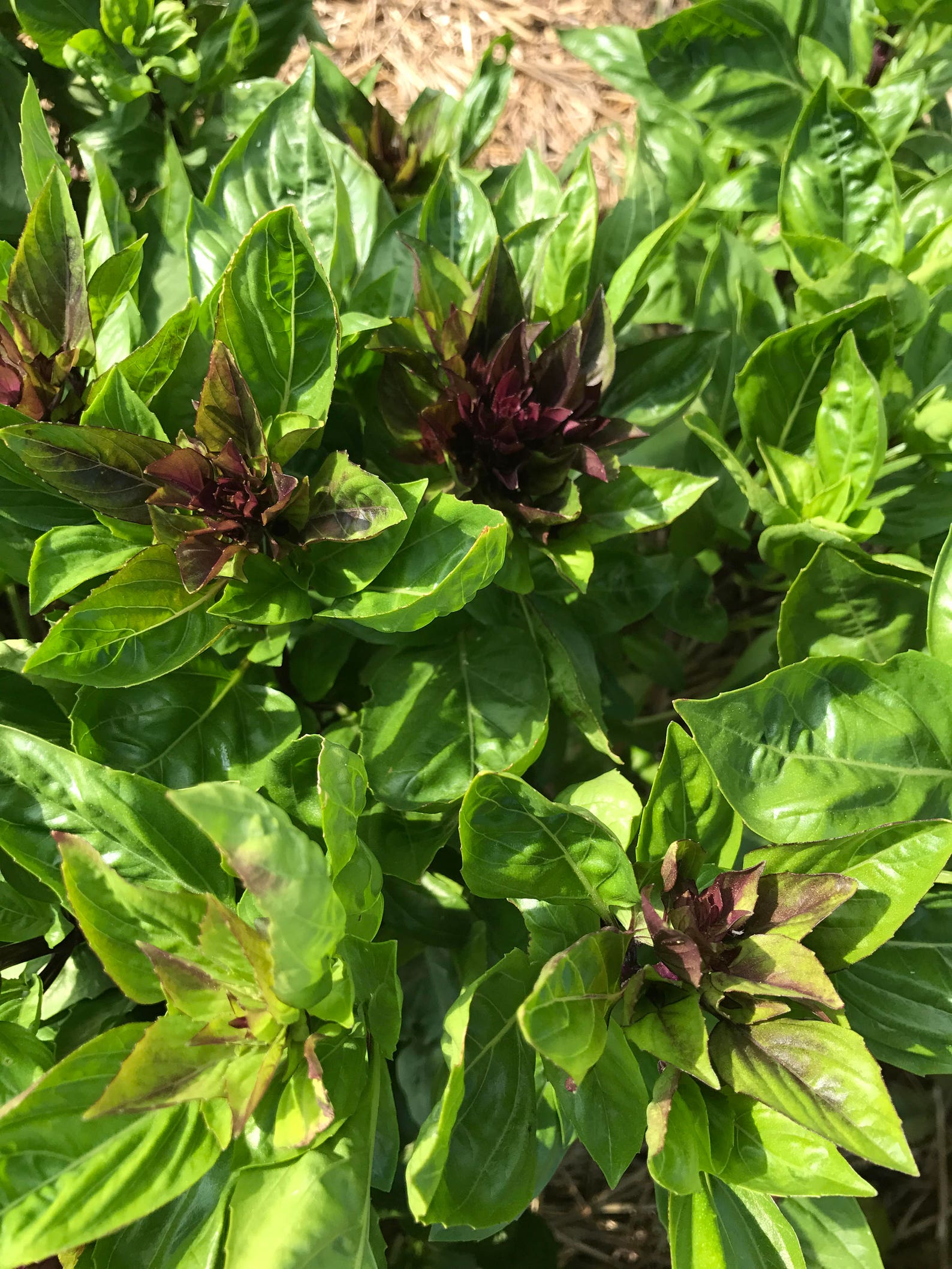 Cardinal Basil, Thai Basil Seeds, Great for Container Gardens and Small ...