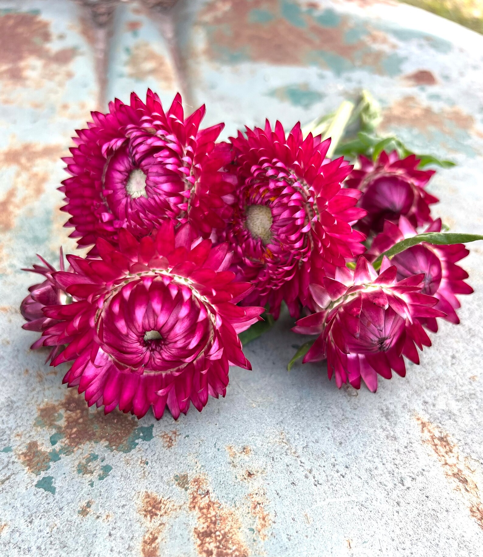 King Size Raspberry Rose Strawflower Seeds, 45 Seeds for Large Pink ...