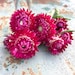 King Size Raspberry Rose Strawflower Seeds, 45 Seeds for Large Pink ...