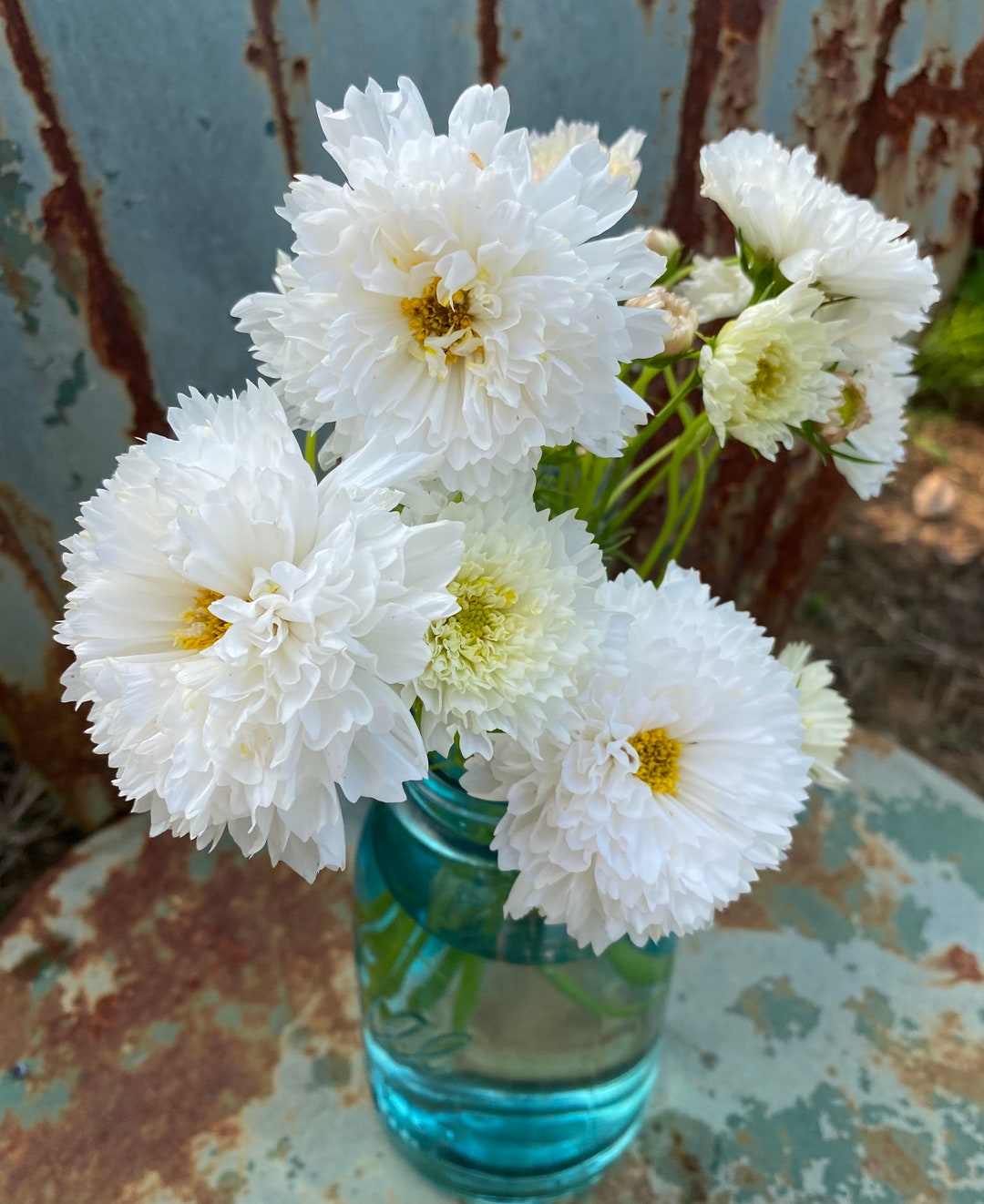 Double Click Snow Puff Cosmos Seeds, Double White Flowered Cosmos ...