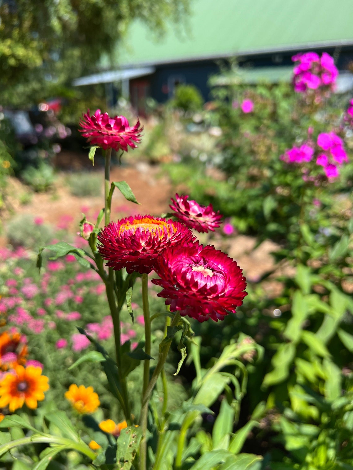 King Size Raspberry Rose Strawflower Seeds, 45 Seeds for Large Pink ...
