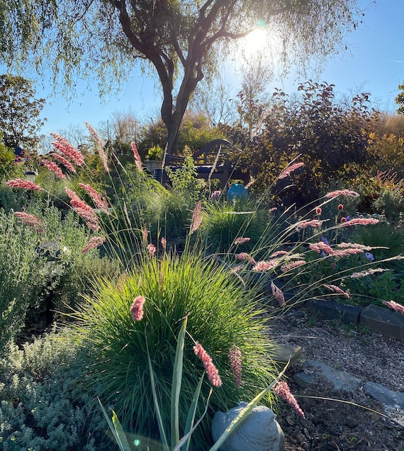 Ruby Grass Seeds 50 Melinus Nerviglumis Seeds Savannah Ruby - Etsy