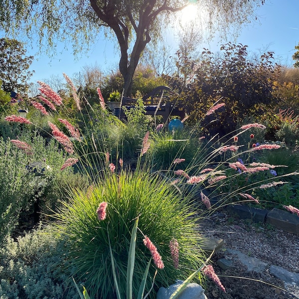Ornamental Grass Seeds - Etsy