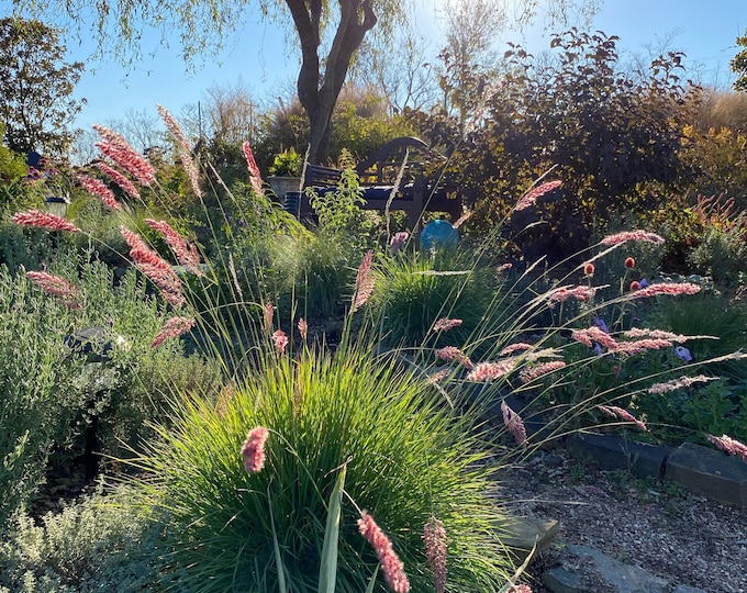 Ruby Grass Seeds, 50 Melinus Nerviglumis Seeds, Savannah Ruby Grass - Etsy