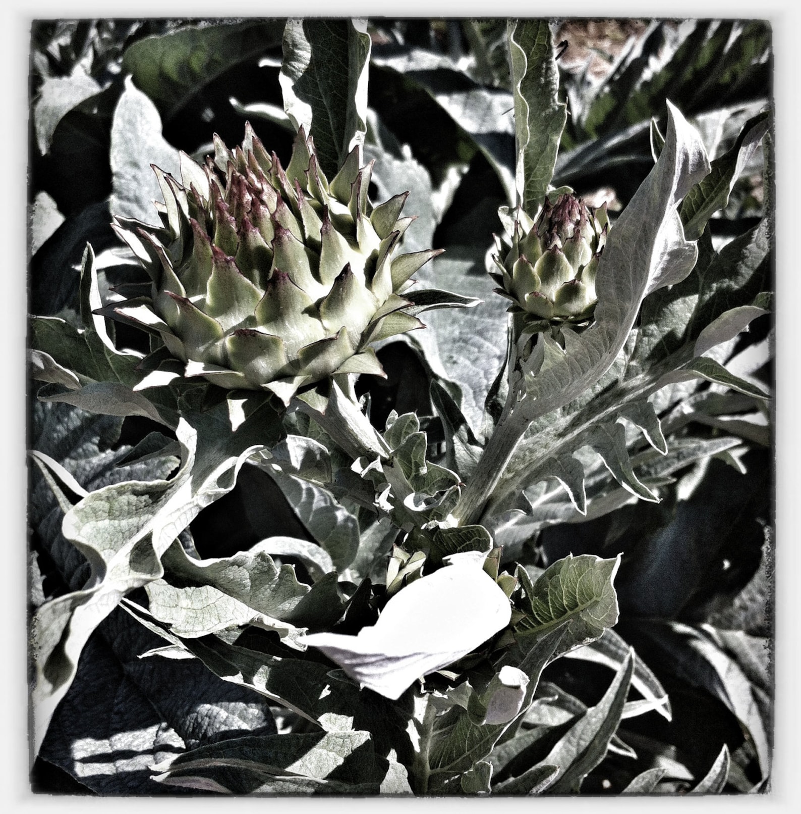 Cardoon Seeds, Cynara Cardunculus Seeds, Wild Artichoke - Etsy