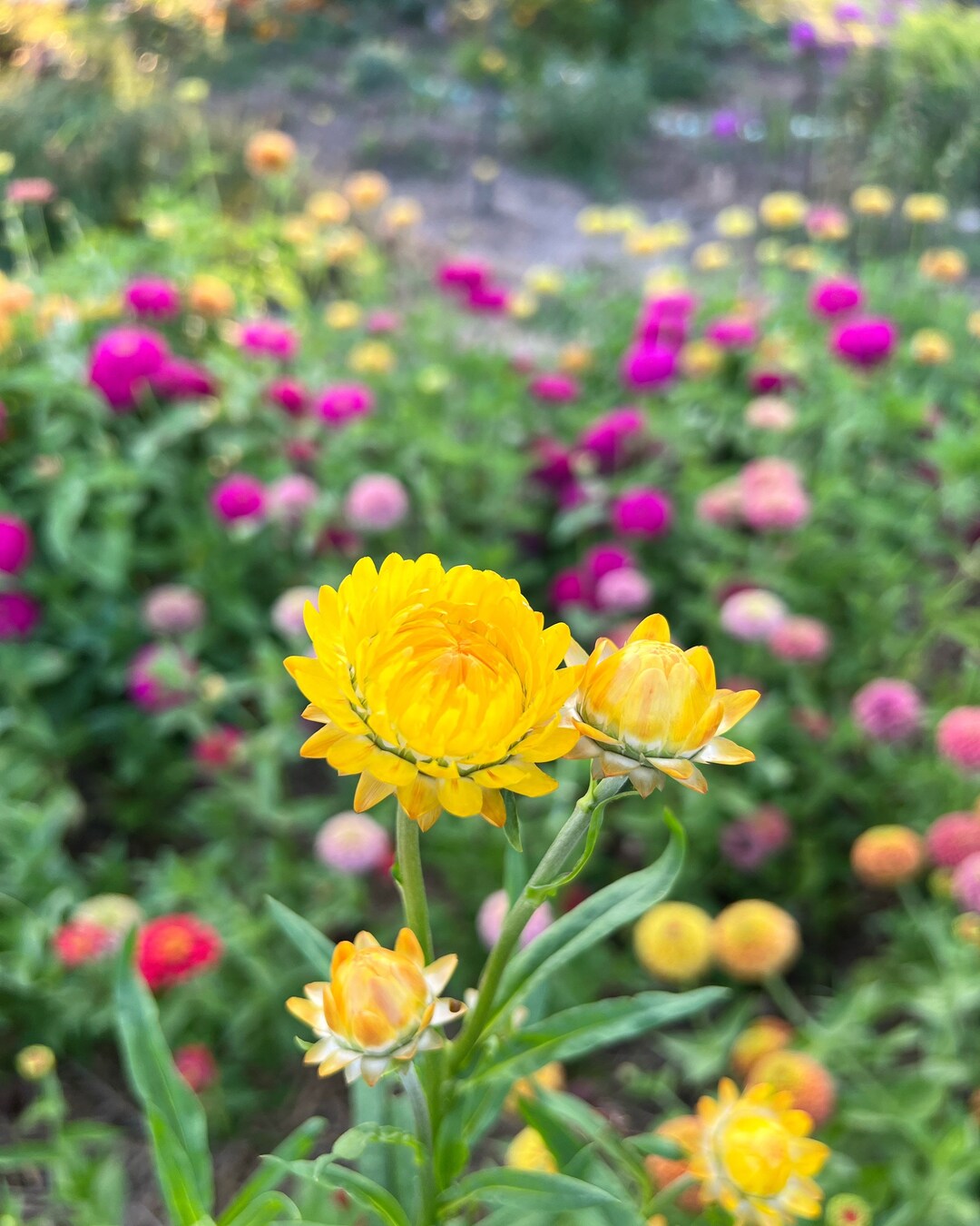 Yellow Strawflower Seeds, Large Flowering Strawflower in Vibrant Yellow ...