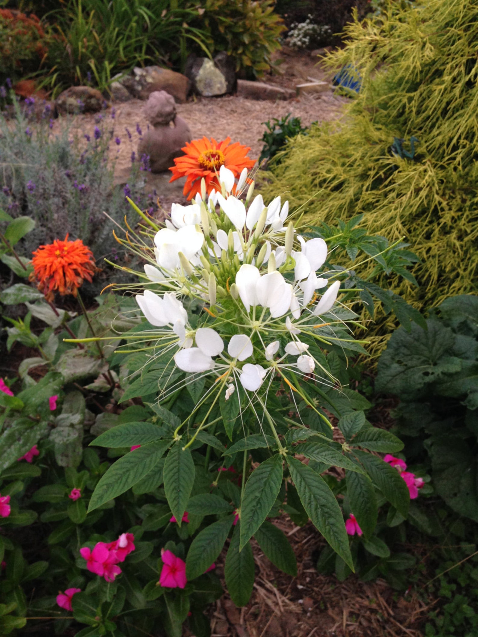 Cleome Seeds Spider Flowers in Mixed Colors Great for | Etsy