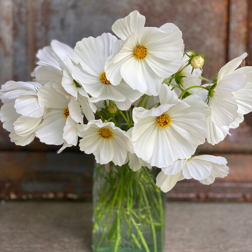 Cosmos Seeds Fizzy White Cosmos Great for Cut Flower Gardens - Etsy