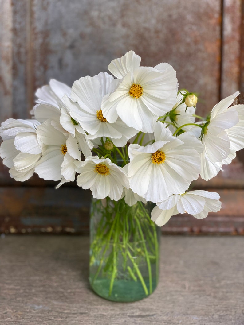 Afternoon White Cosmos 25 Seeds for Large Flowering White - Etsy