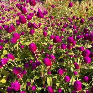 Audray Purple Red Gomphrena, 25 Dark Purple Globe Amaranth Seeds - Etsy