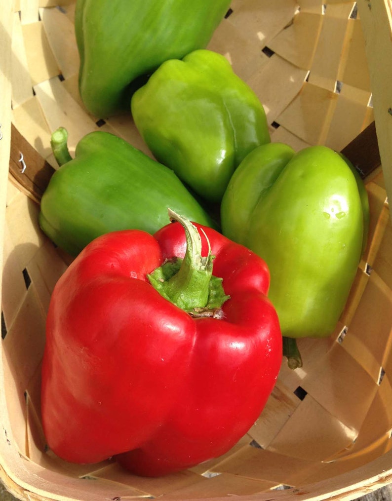 Heirloom Bell Pepper, Red Bell Pepper Seeds, Heirloom Peppers- Great ...