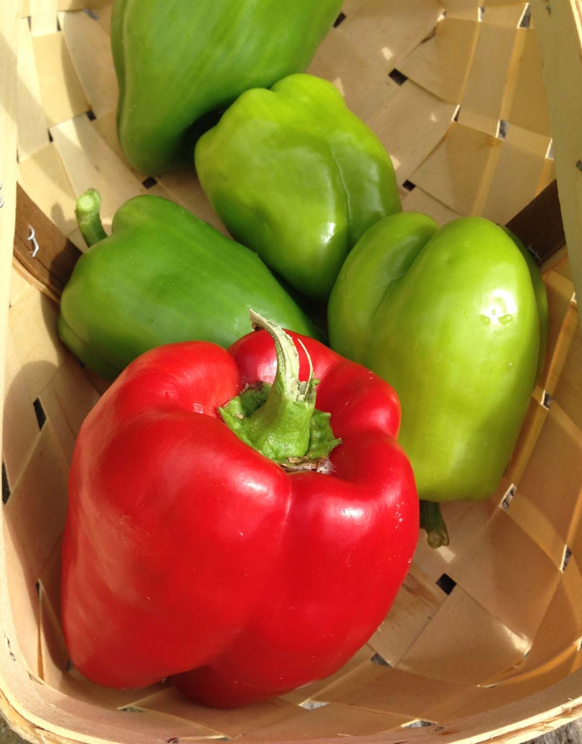 Heirloom Bell Pepper Red Bell Pepper Seeds Heirloom Peppers - Etsy
