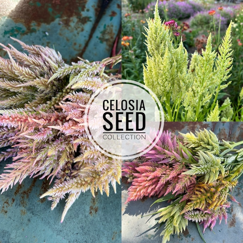 Celosia Seeds - Etsy