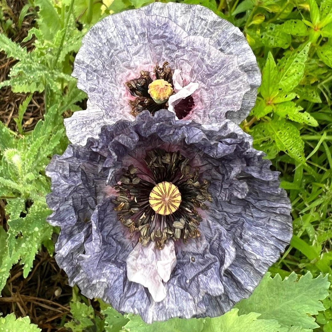 Amazing Grey Poppy Seeds, 50 Seeds for Pale Lavender Poppy - Etsy