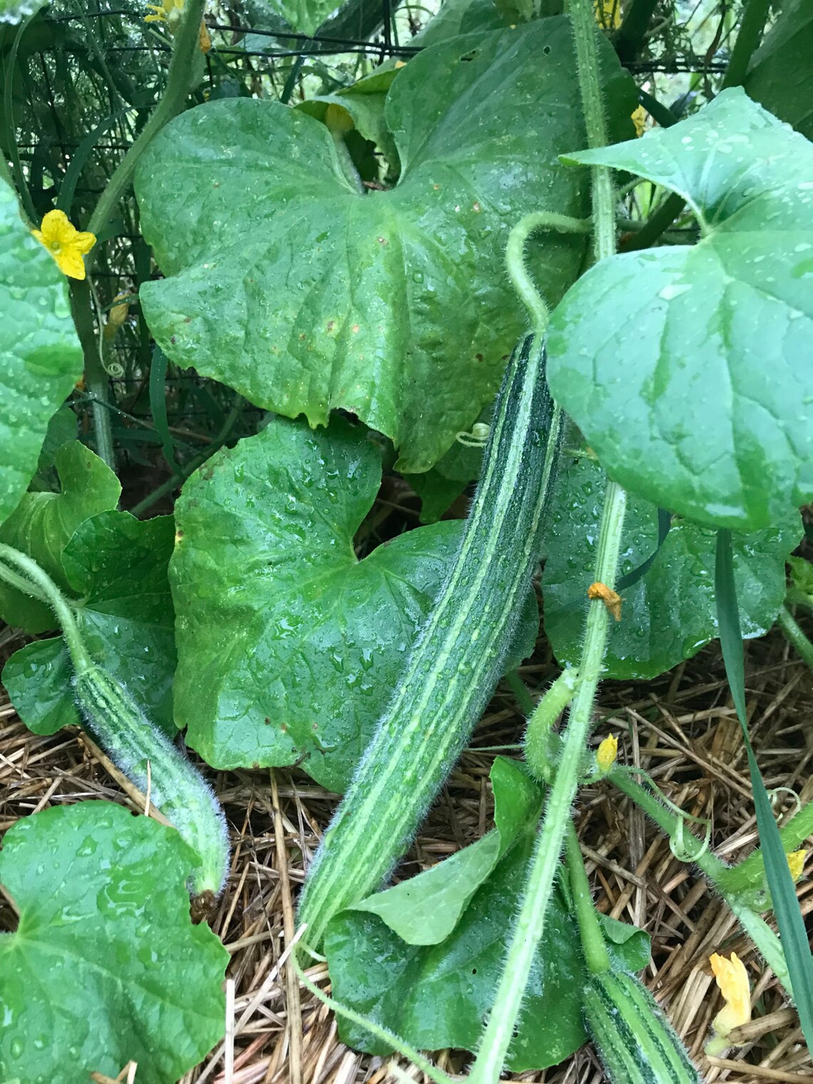 Armenian Striped Cucumber Seeds: Non-gmo, Summer Garden (15 Seeds) - Etsy