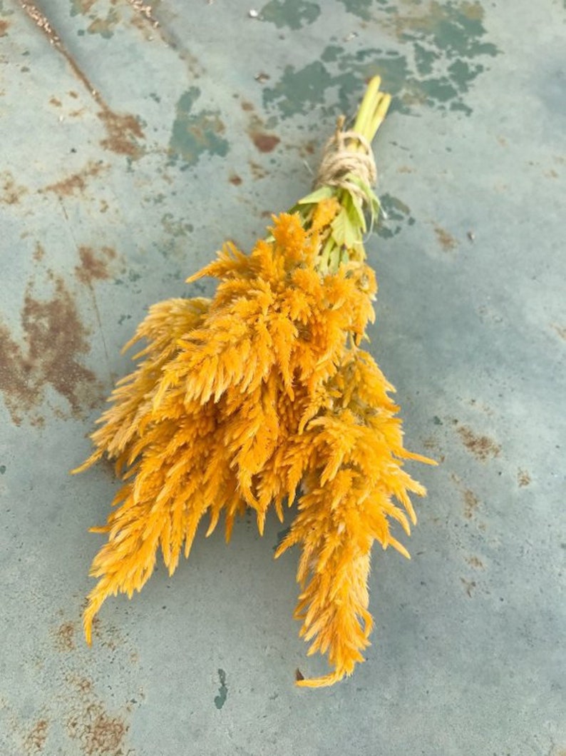 5 Flower Seed Varieties Easy to Grow Flowers for Cut Flower - Etsy