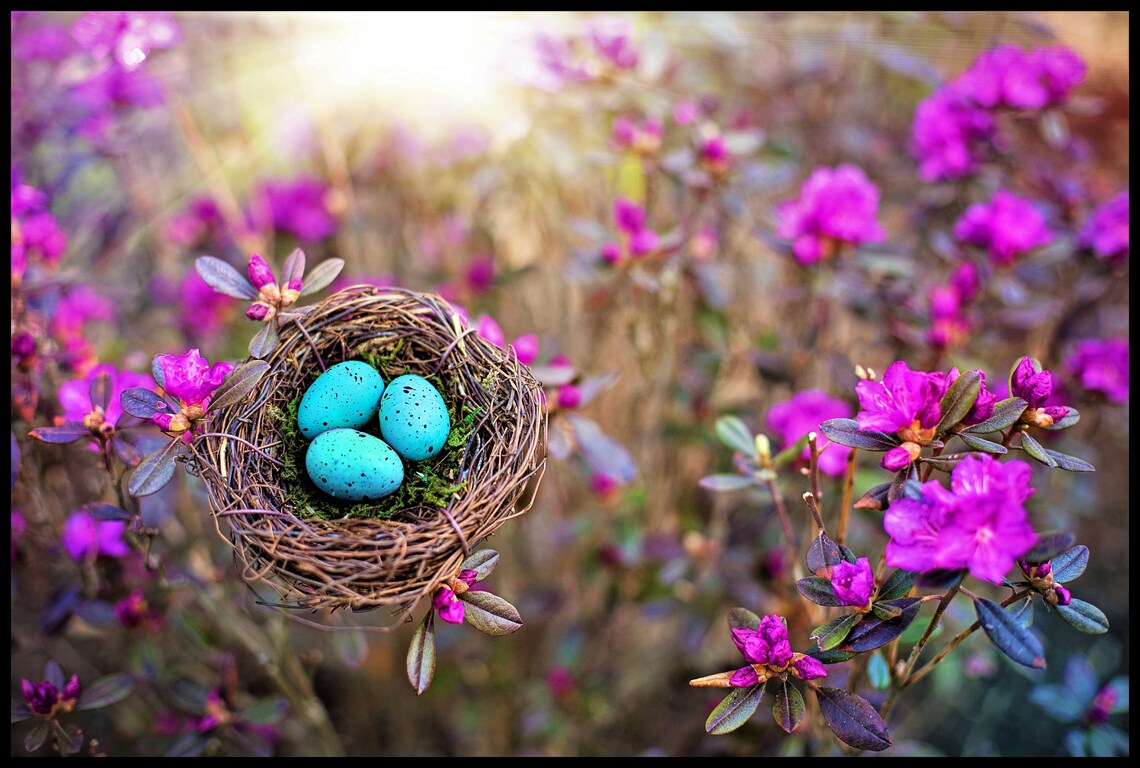 Hello Spring Grayscale Art Coloring Book - Etsy