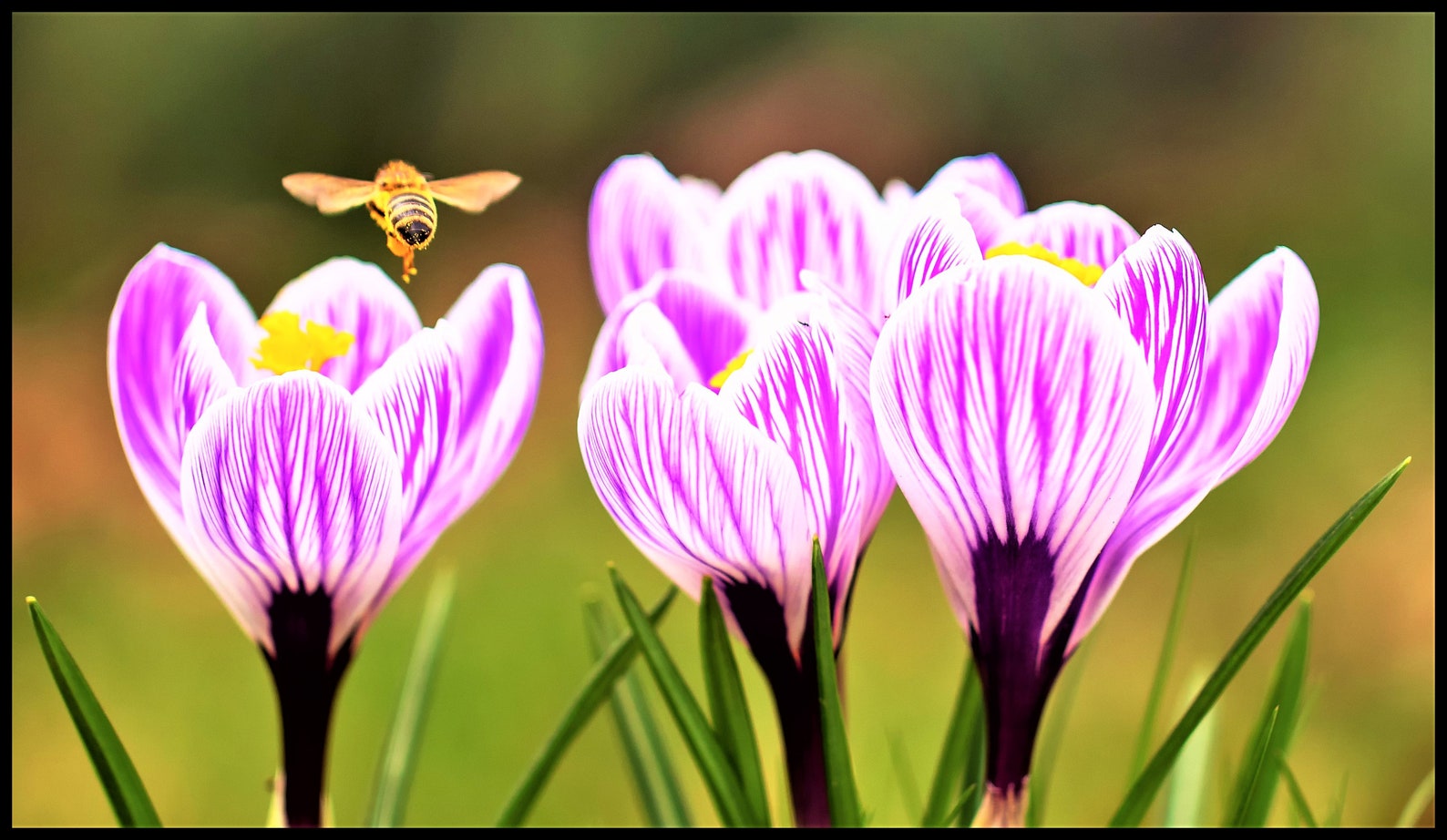 Hello Spring Grayscale Art Coloring Book - Etsy