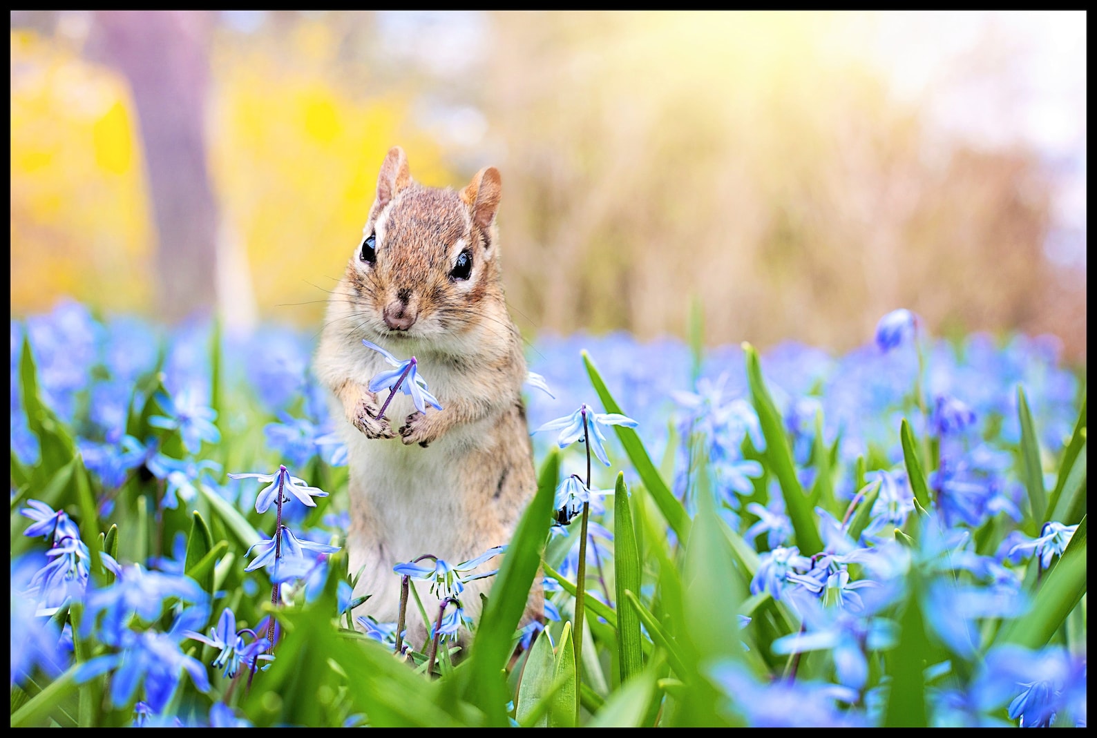 Hello Spring Grayscale Art Coloring Book - Etsy