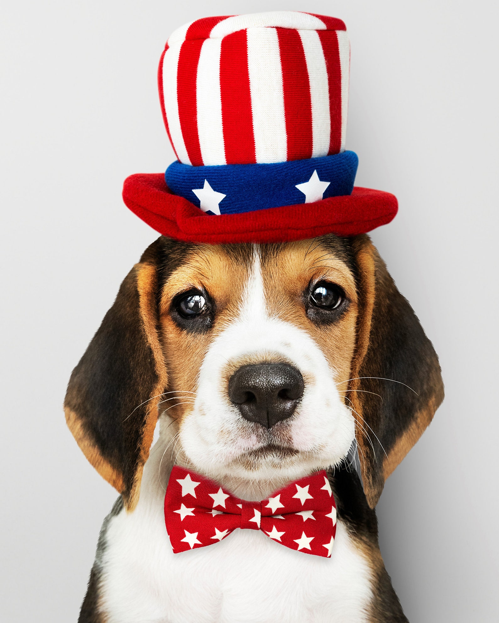 Doggies to Fall in Love With 2 - Etsy