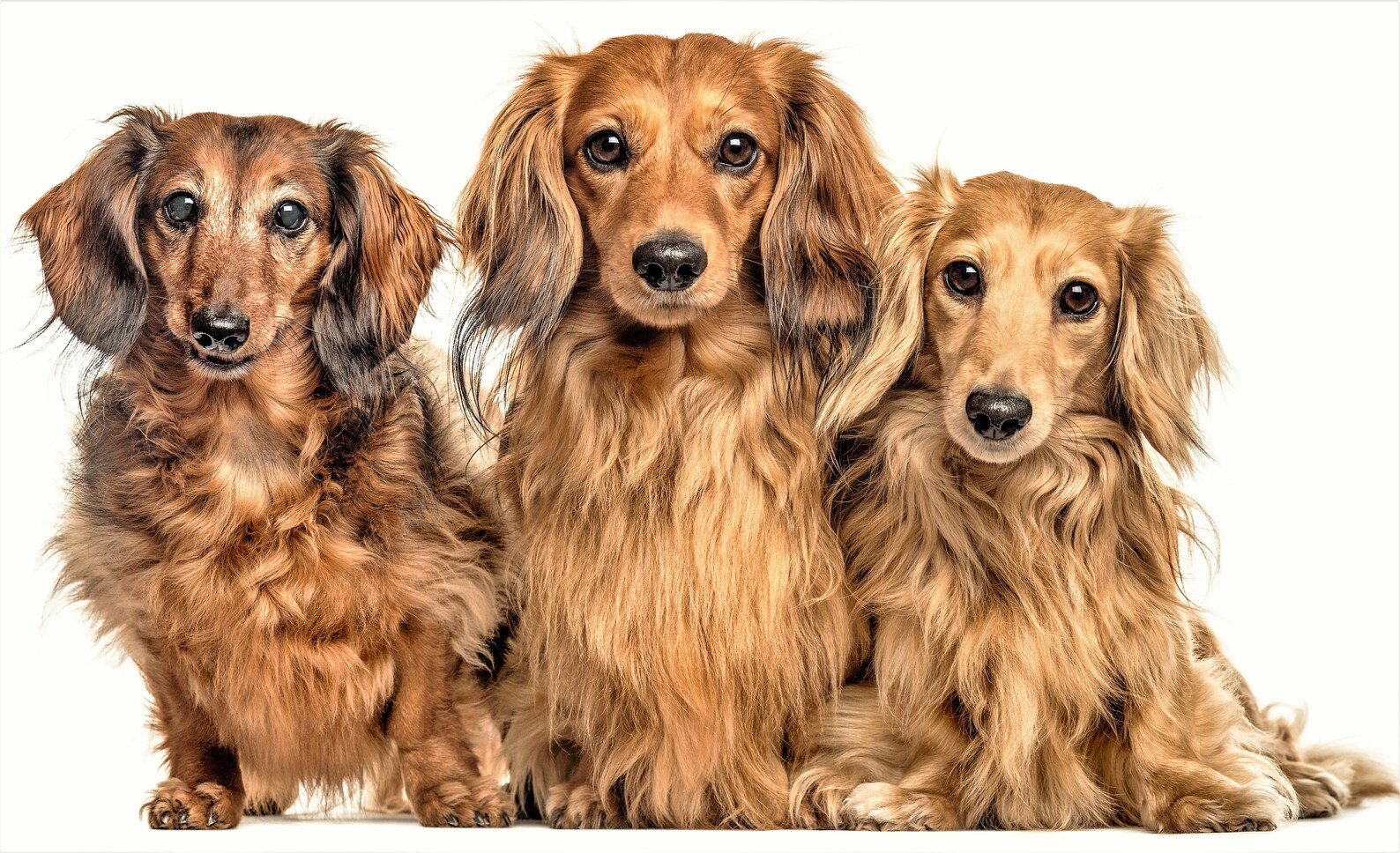 Doggies to Fall in Love With 2 - Etsy