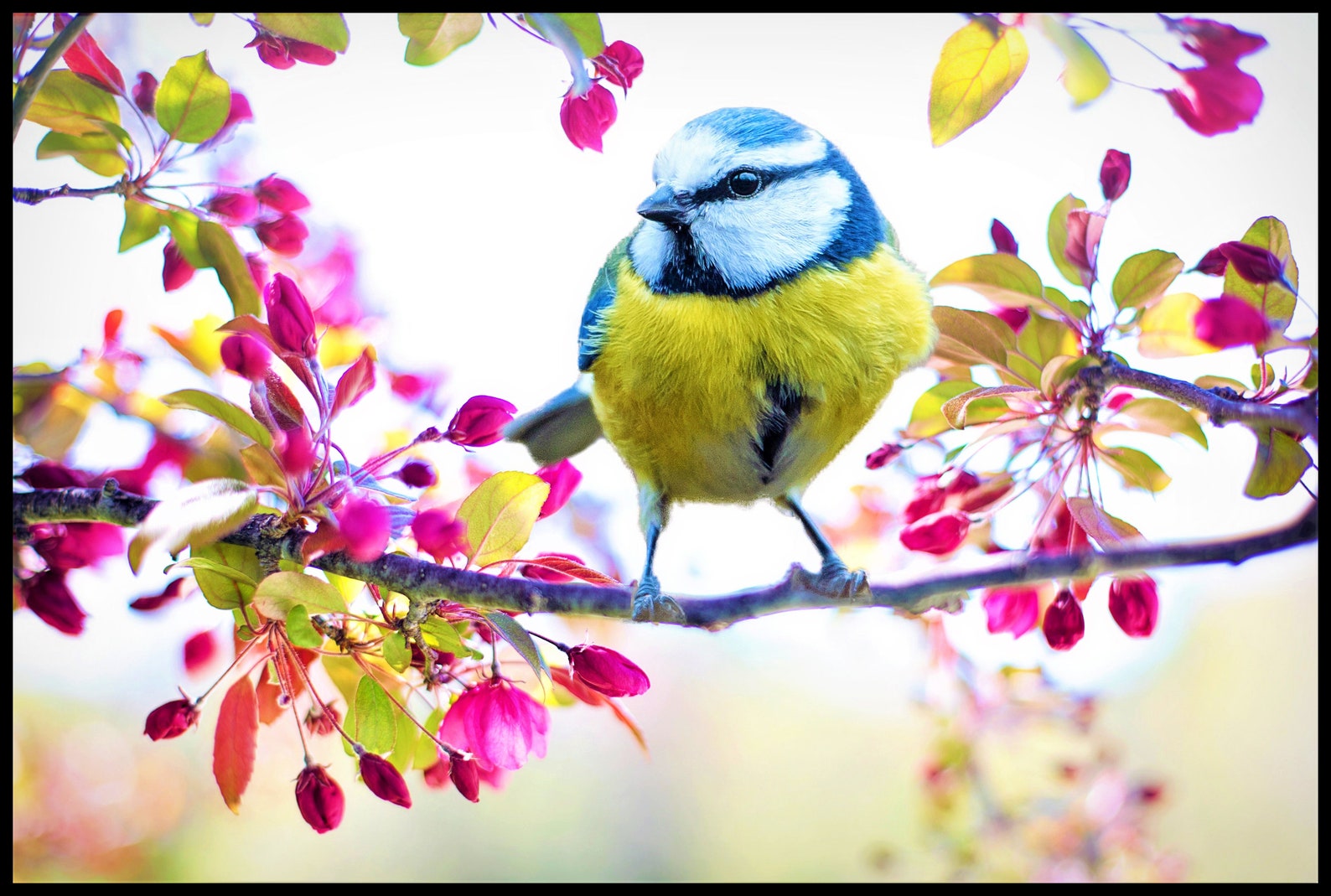 Hello Spring Grayscale Art Coloring Book - Etsy