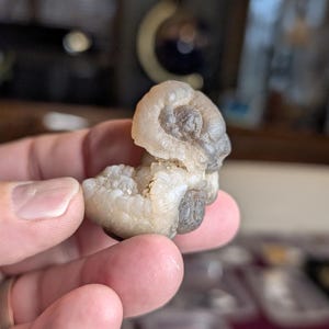 Chalcedony Nodule Gobi Desert Agate Panda Agate Truffle Mineral ...