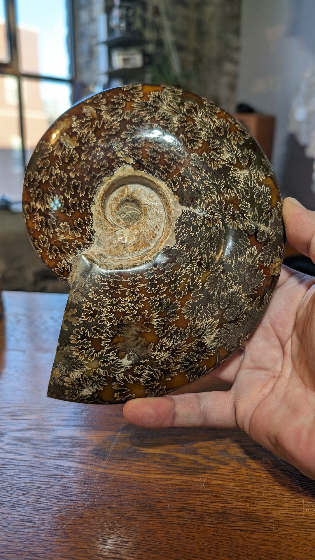 Red Brown Colorful Opalescent Ammonite Fossil Shell Conch Specimen ...