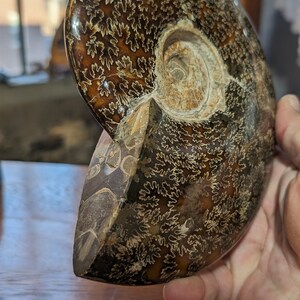 Red Brown Colorful Opalescent Ammonite Fossil Shell Conch Specimen ...