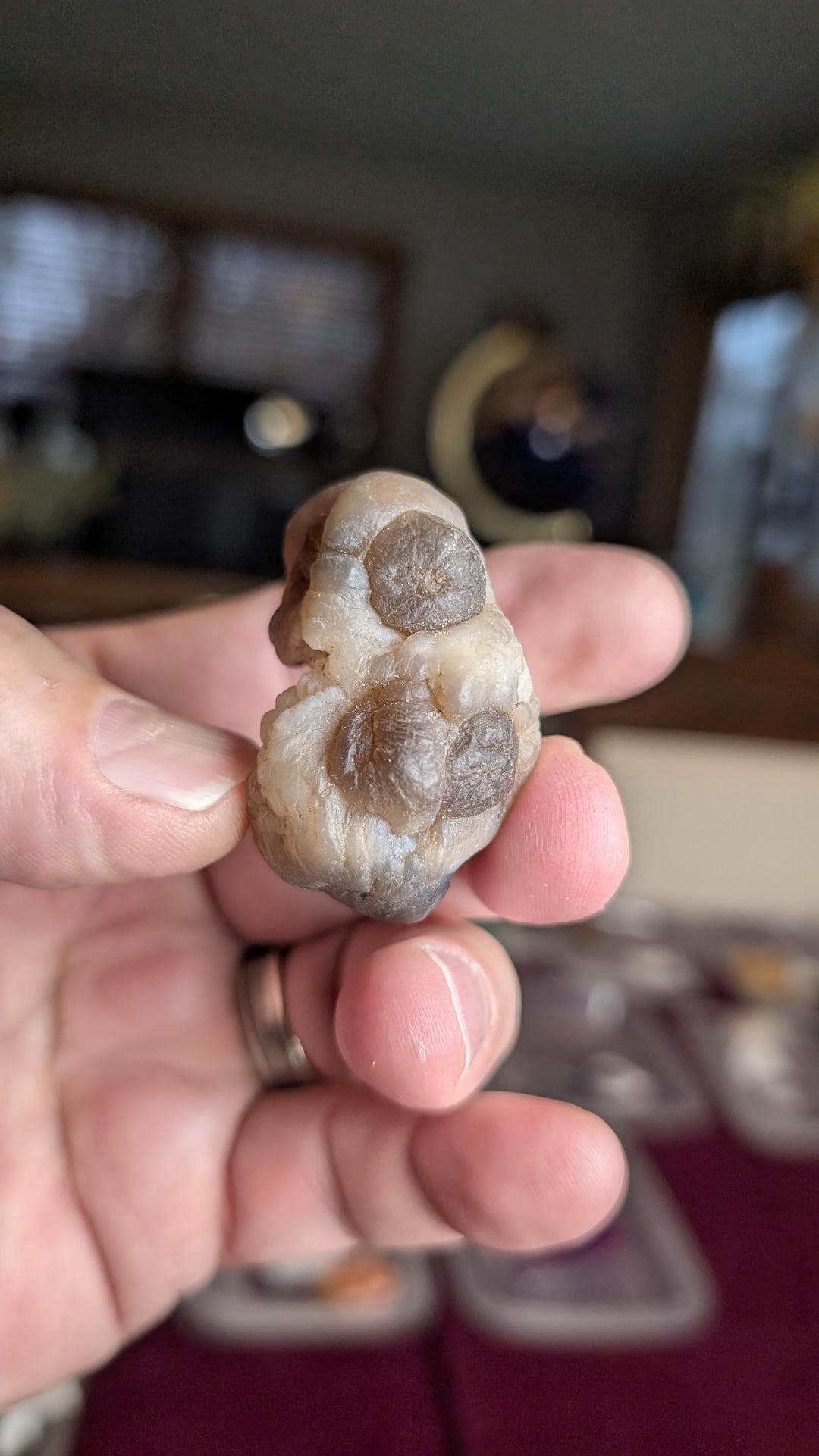 Chalcedony Nodule Gobi Desert Agate Panda Agate Truffle Mineral ...