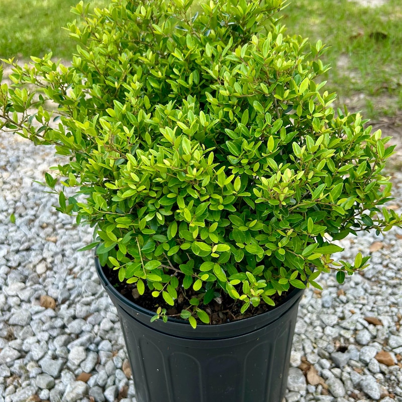 Dwarf Evergreen Bush - Etsy